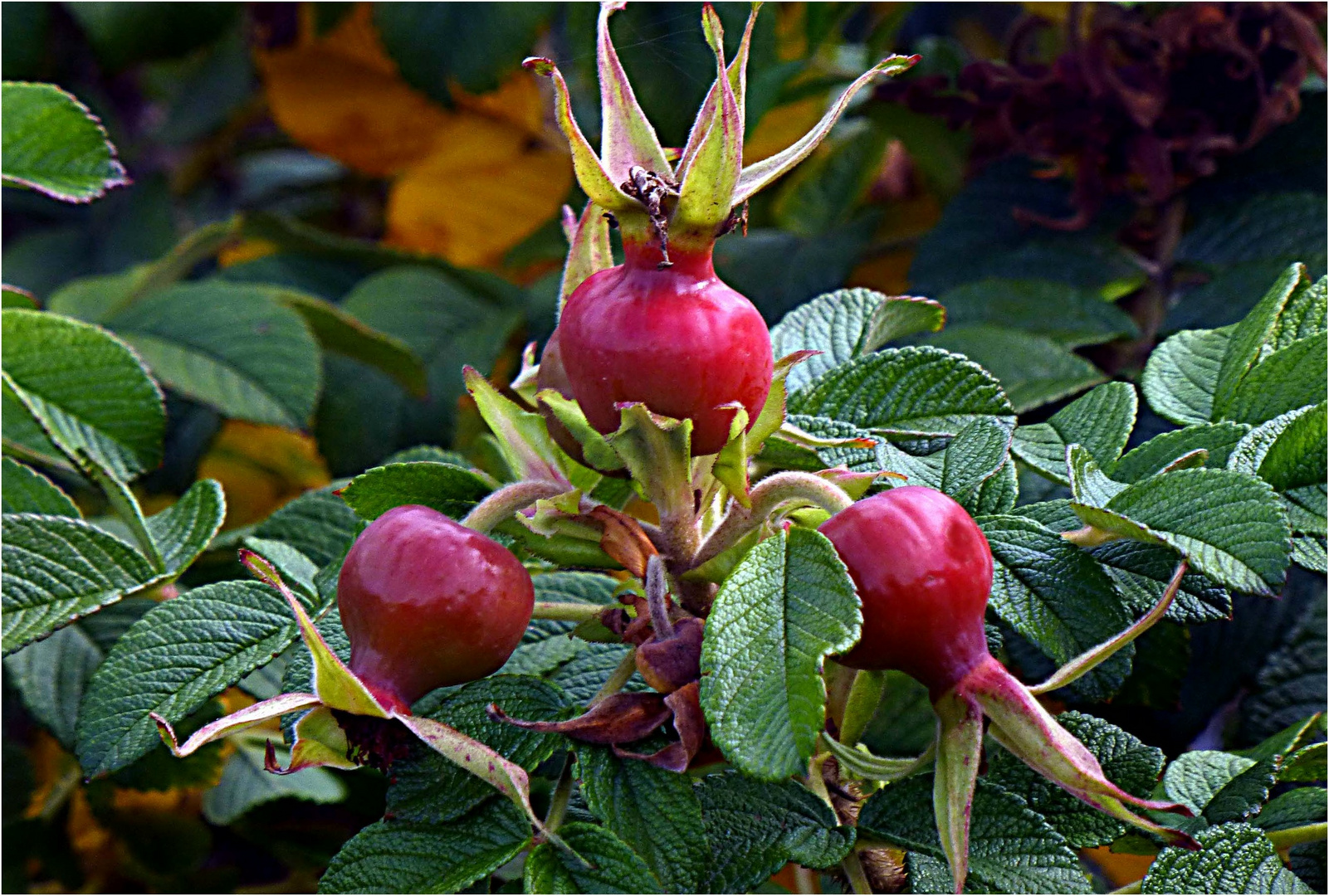 Hagebutten (2) Foto & Bild | natur Bilder auf fotocommunity