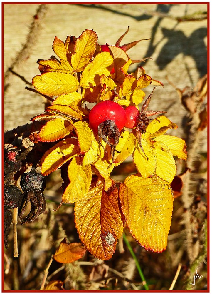 Hagebutten Foto & Bild | pflanzen, pilze & flechten, blüten ...