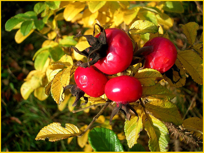Hagebutten Foto & Bild | archiv projekte naturchannel, naturprojekte ...