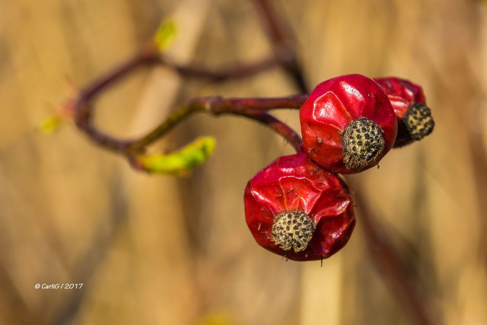 Hagebutten.. 427A8523 Foto & Bild | rot, makro, natur Bilder auf ...