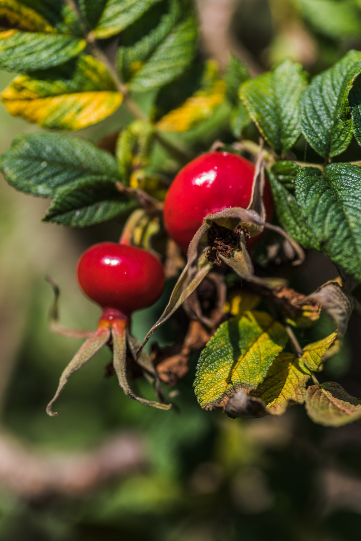 Hagebutten Foto & Bild | sommer, natur, pflanzen Bilder auf fotocommunity