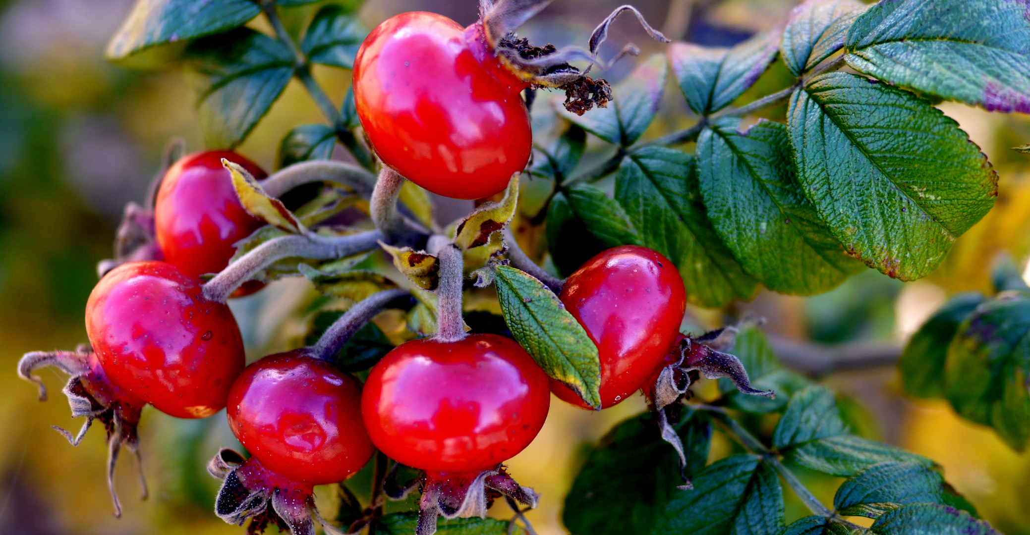 Hagebutten Foto & Bild | outdoor, natur, landschaft Bilder auf ...