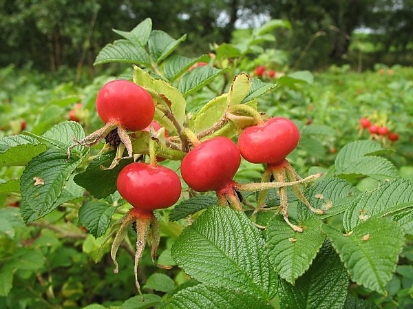 Hagebutten Foto & Bild | pflanzen, pilze & flechten, sträucher ...