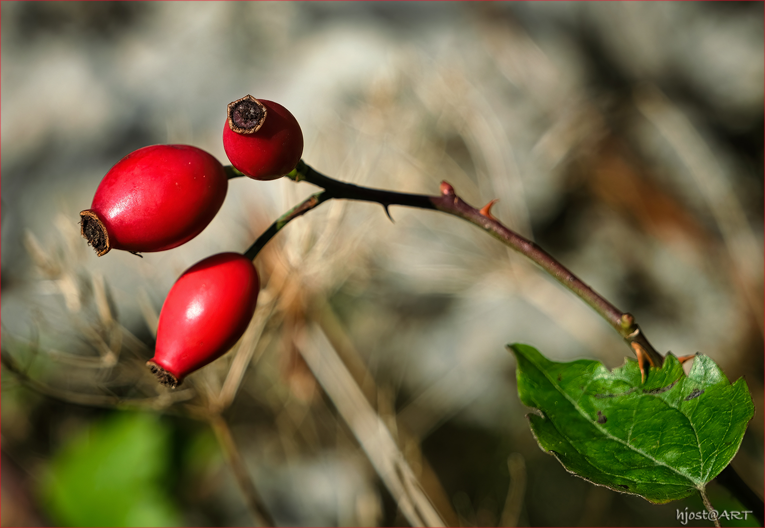 Hagebutten ... Foto & Bild | pflanzen, pilze & flechten, natur-makros ...
