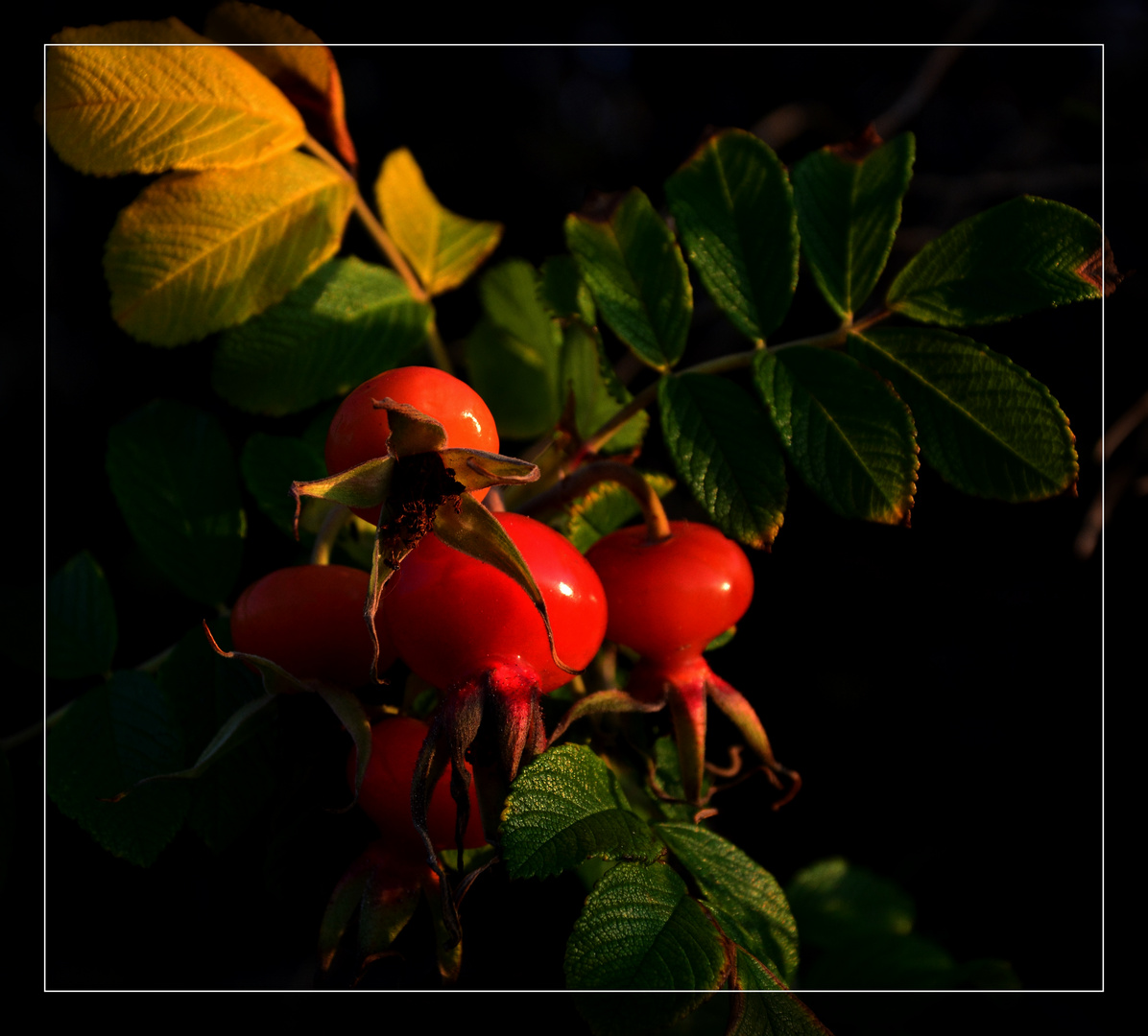 Hagebutten......# Foto & Bild | world, rot, sonne Bilder auf fotocommunity