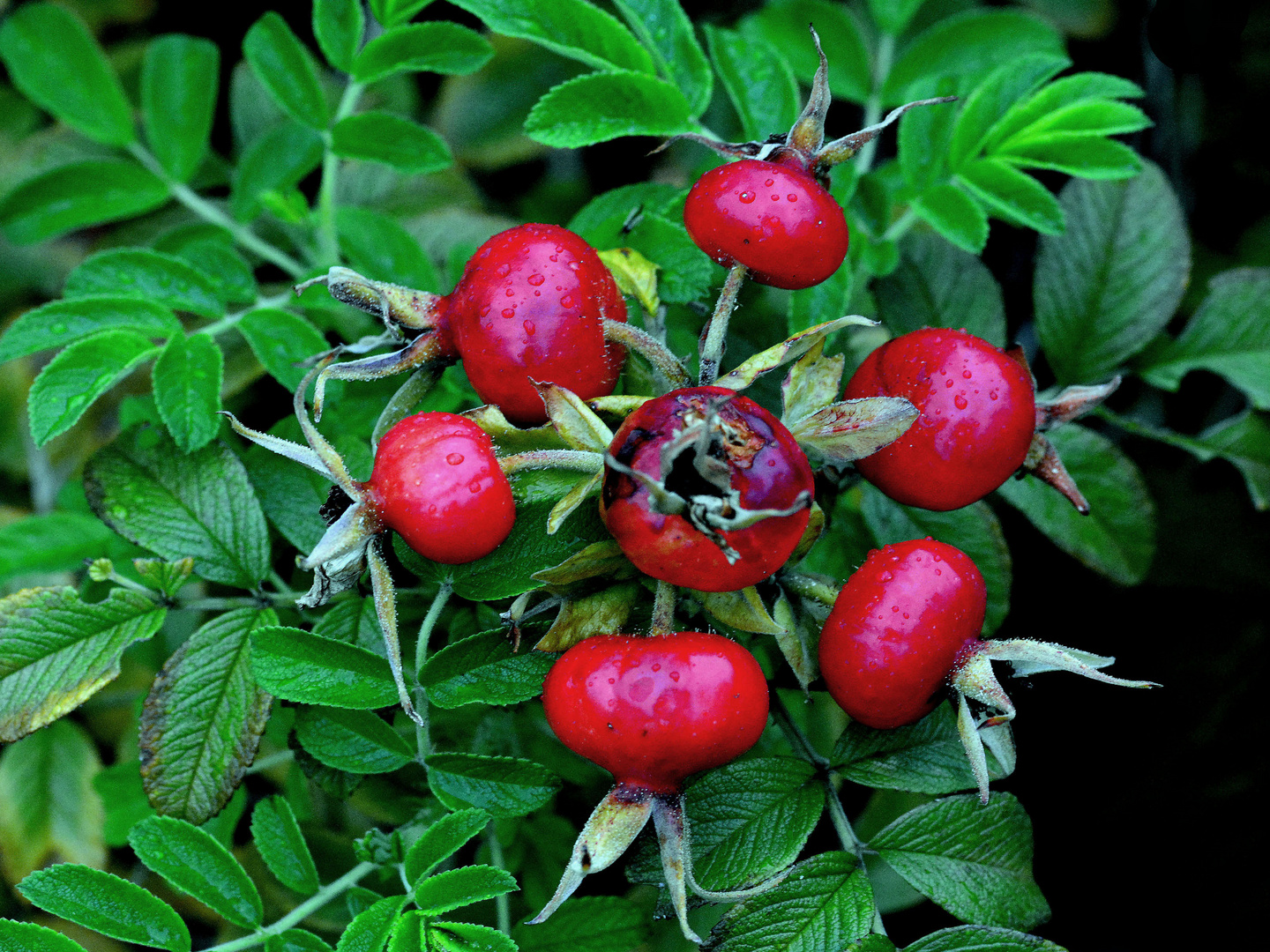 HAGEBUTTEN Foto & Bild | pflanzen, pilze & flechten, natur Bilder auf ...