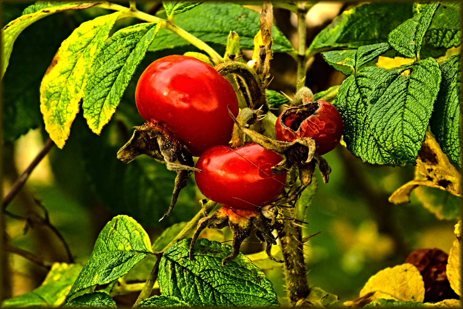 Hagebutten ... Foto & Bild | natur, herbst, pflanzen Bilder auf ...