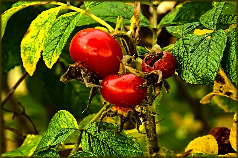 Hagebutten ... Foto & Bild | natur, herbst, pflanzen Bilder auf ...
