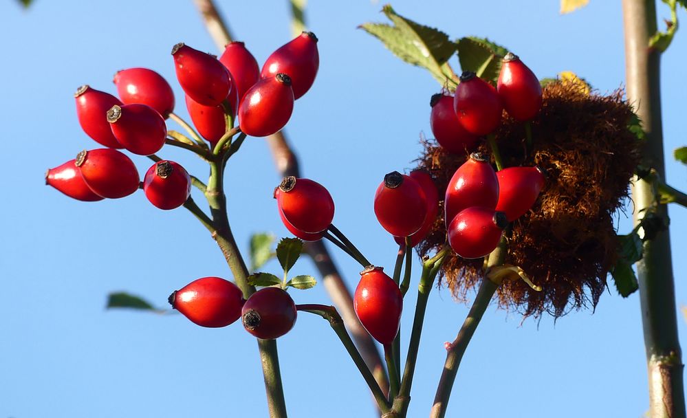 Hagebutten die Zweite Foto & Bild | natur, herbst, detail Bilder auf ...