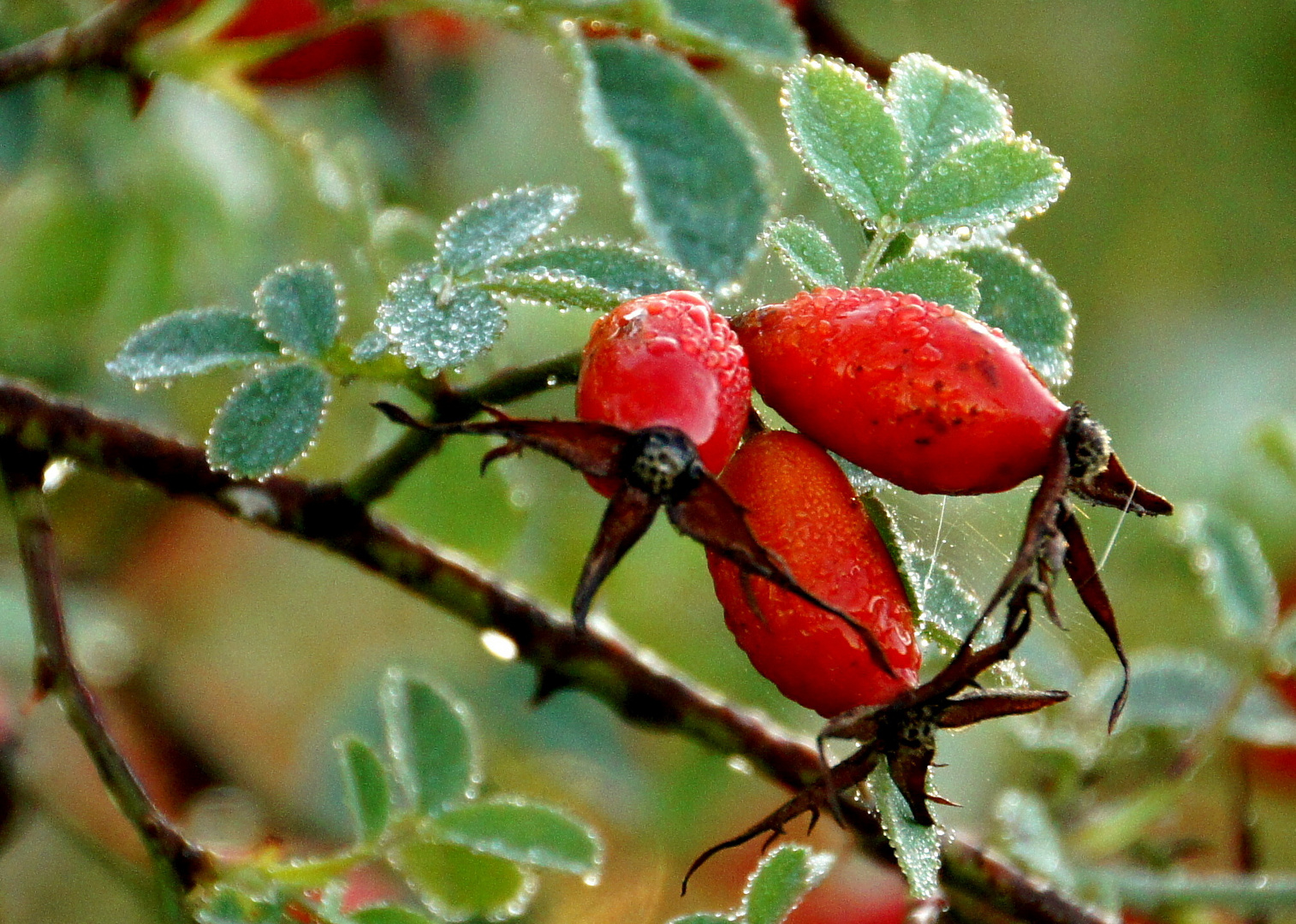 Hagebutten Foto & Bild | pflanzen, pilze & flechten, blüten ...
