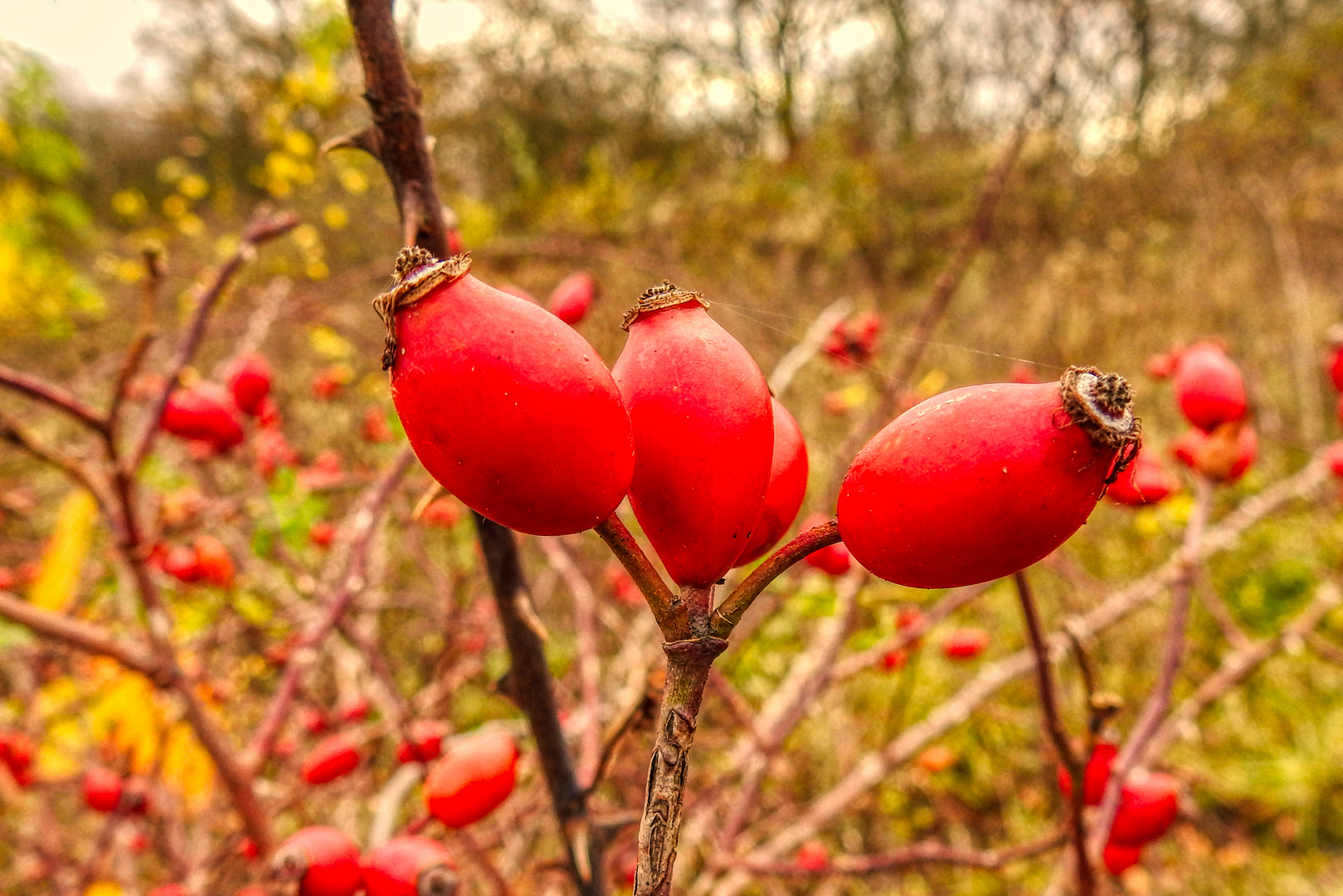 Hagebutten Foto & Bild | jahreszeiten, herbst, natur Bilder auf ...