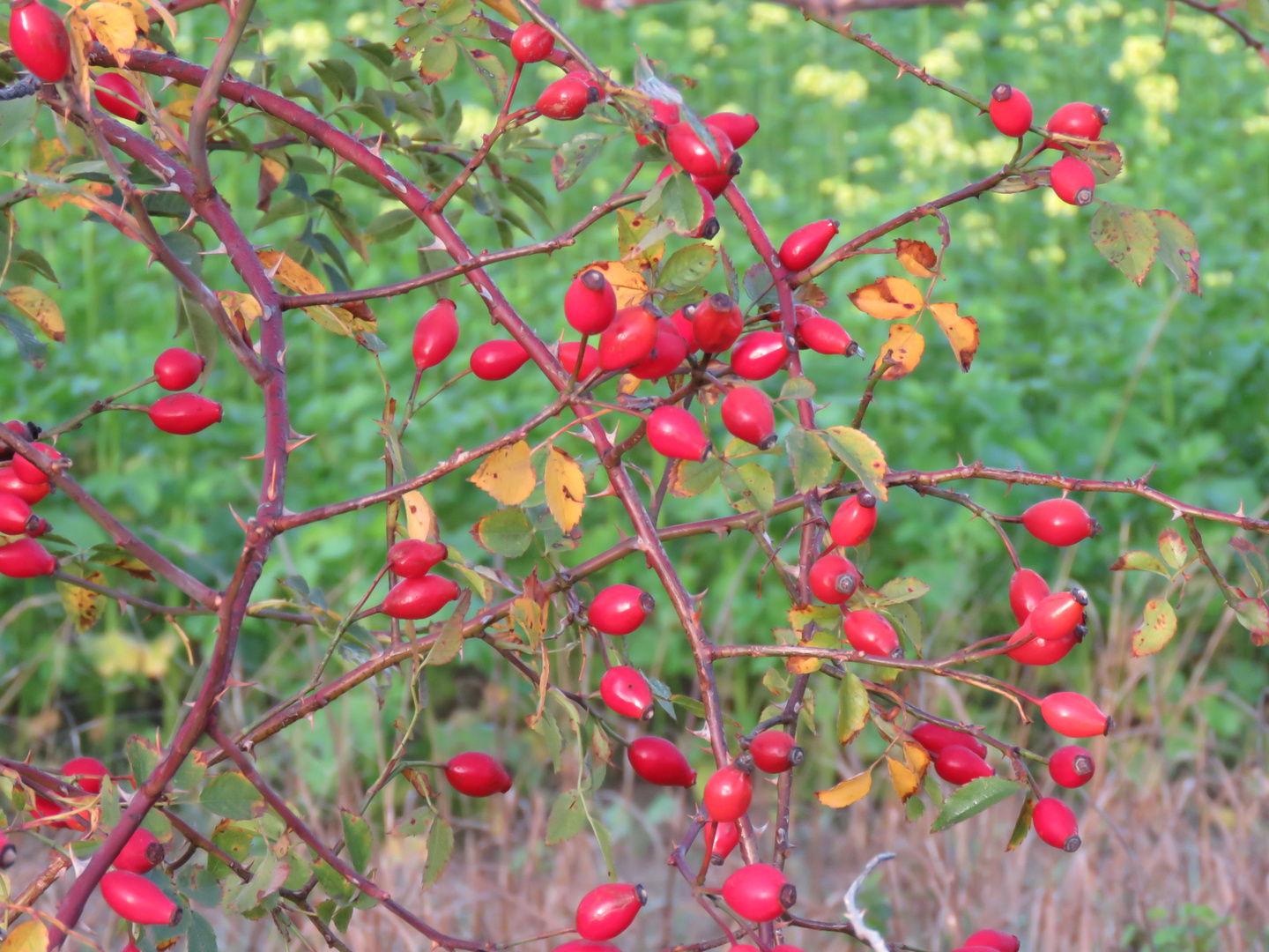 Hagebutten... Foto & Bild | pflanzen, pilze & flechten, jahreszeiten ...