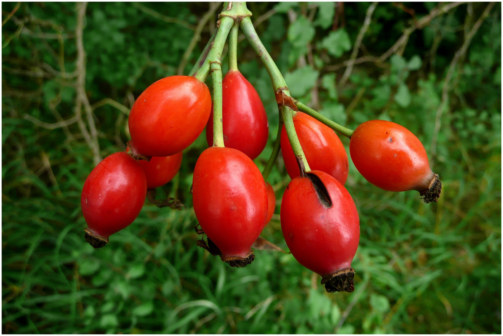 Hagebutten Foto & Bild | pflanzen, pilze & flechten, ku nat, natur ...
