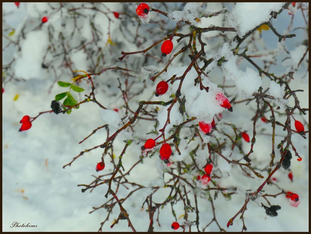 Hagebutten im Schnee Foto & Bild | pflanzen, pilze & flechten, jahreszeiten, winter Bilder auf ...