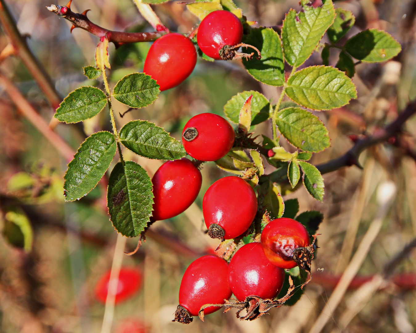 Hagebutten im Sonnenschein Foto & Bild | natur, herbst, pflanzen Bilder ...