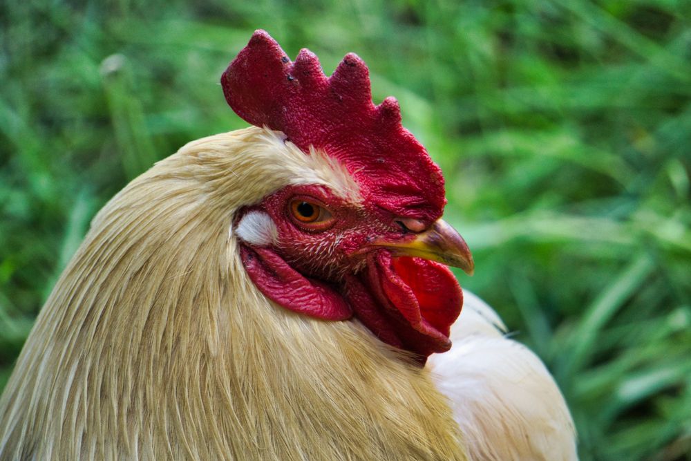 Hahn Foto & Bild | tiere, haustiere, nutztiere Bilder auf fotocommunity