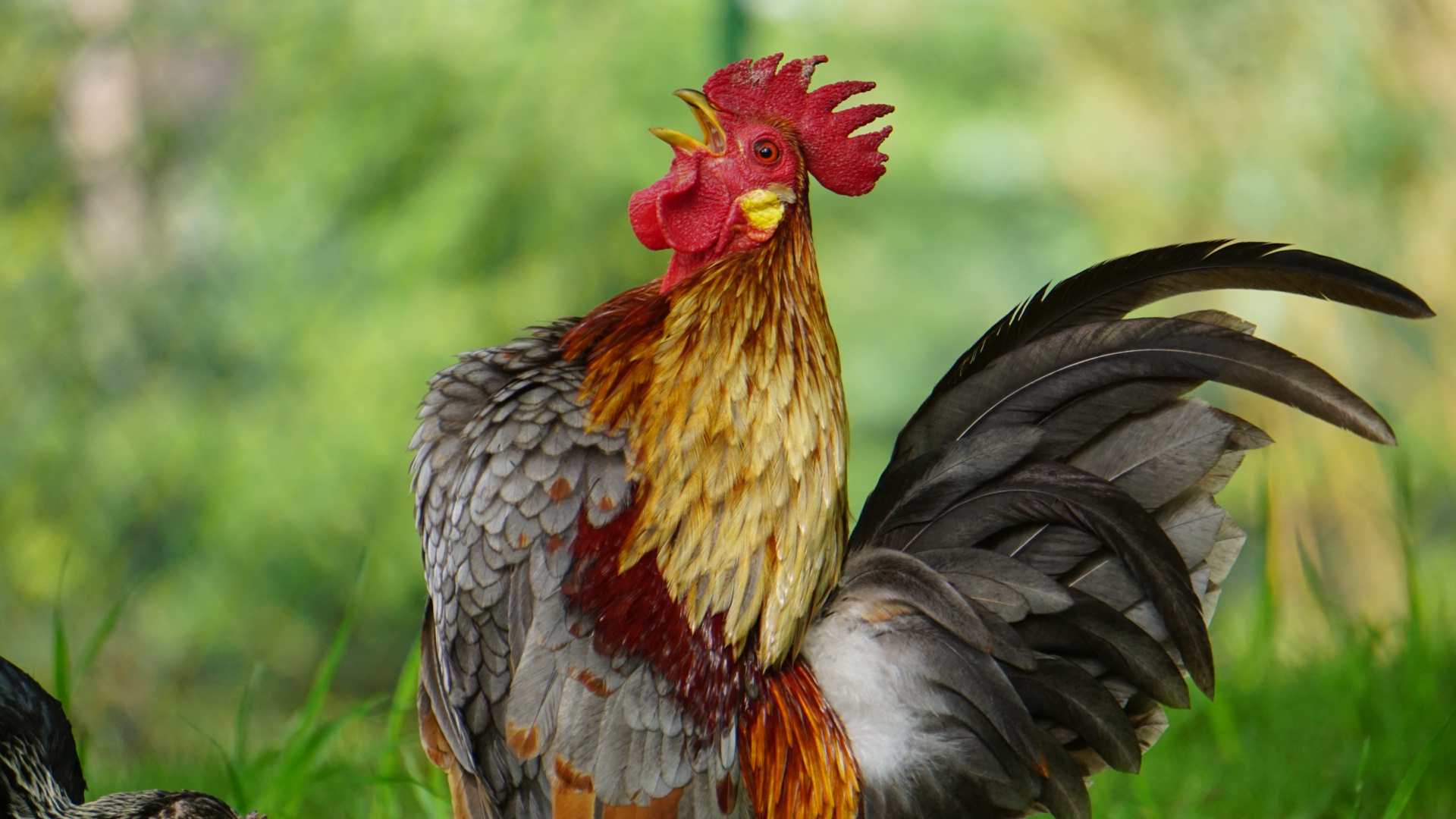 Hahn Foto & Bild | tiere, haustiere, nutztiere Bilder auf fotocommunity