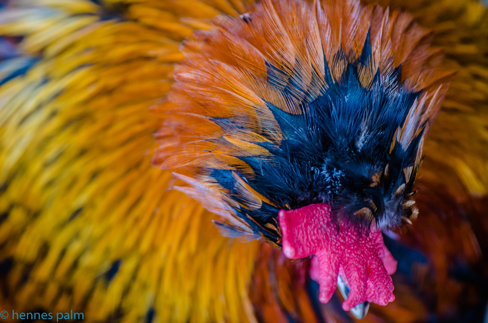 Hahn Foto & Bild | fotos, natur, bunt Bilder auf fotocommunity