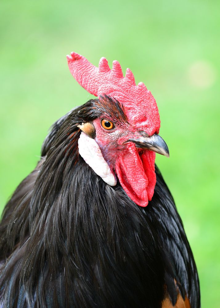 Hahn Foto & Bild | tiere, haustiere, vögel Bilder auf fotocommunity