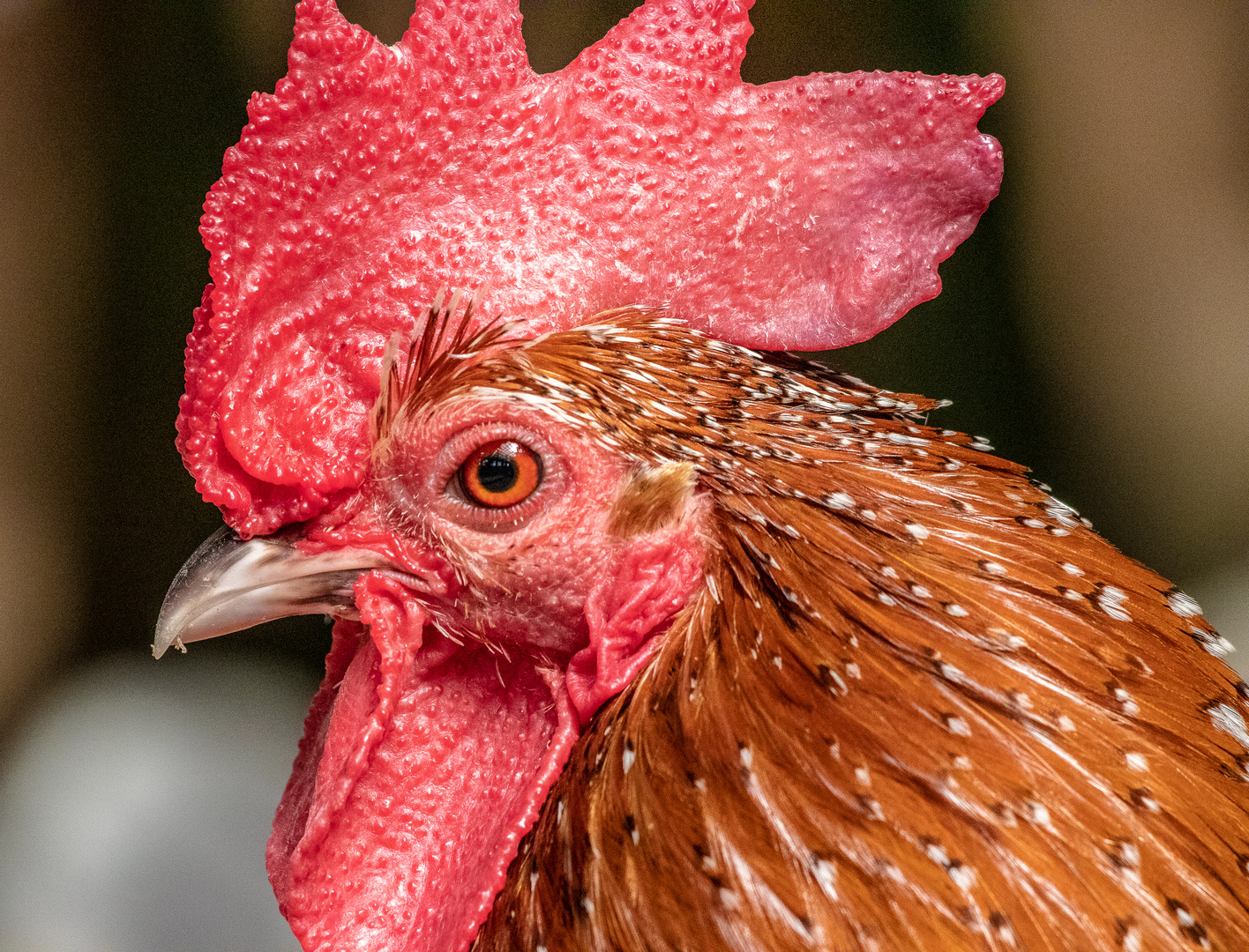 hahn Foto & Bild | tiere, haustiere, zoo, wildpark & falknerei Bilder ...