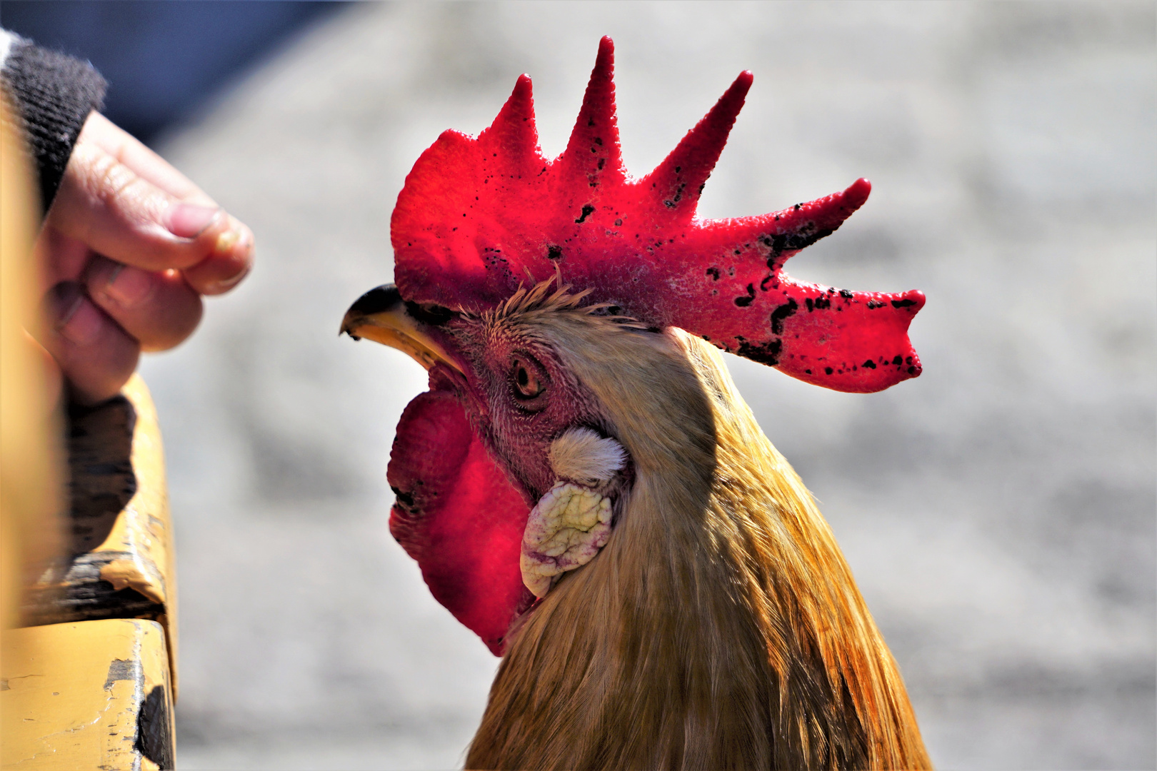 Hahn Foto & Bild | tiere, haustiere, nutztiere Bilder auf fotocommunity