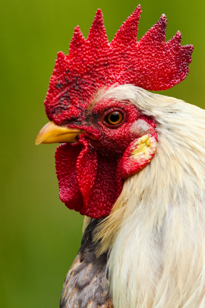 Hahn Foto & Bild | tiere, haustiere, nutztiere Bilder auf fotocommunity