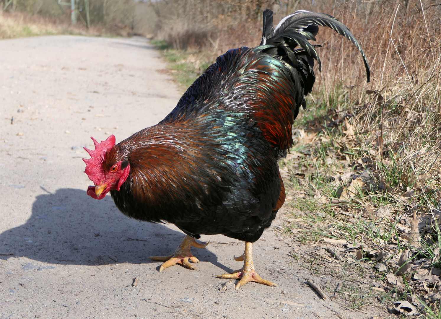 Hahn Foto & Bild | tiere, haustiere, vögel Bilder auf fotocommunity