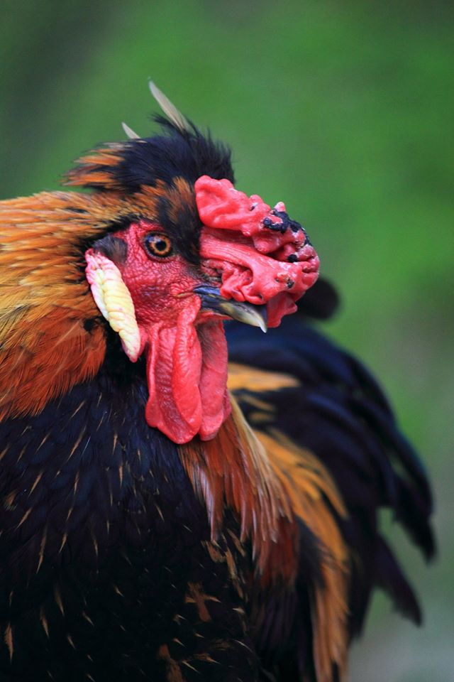 Hahn Foto & Bild | natur, portrait, federn Bilder auf fotocommunity