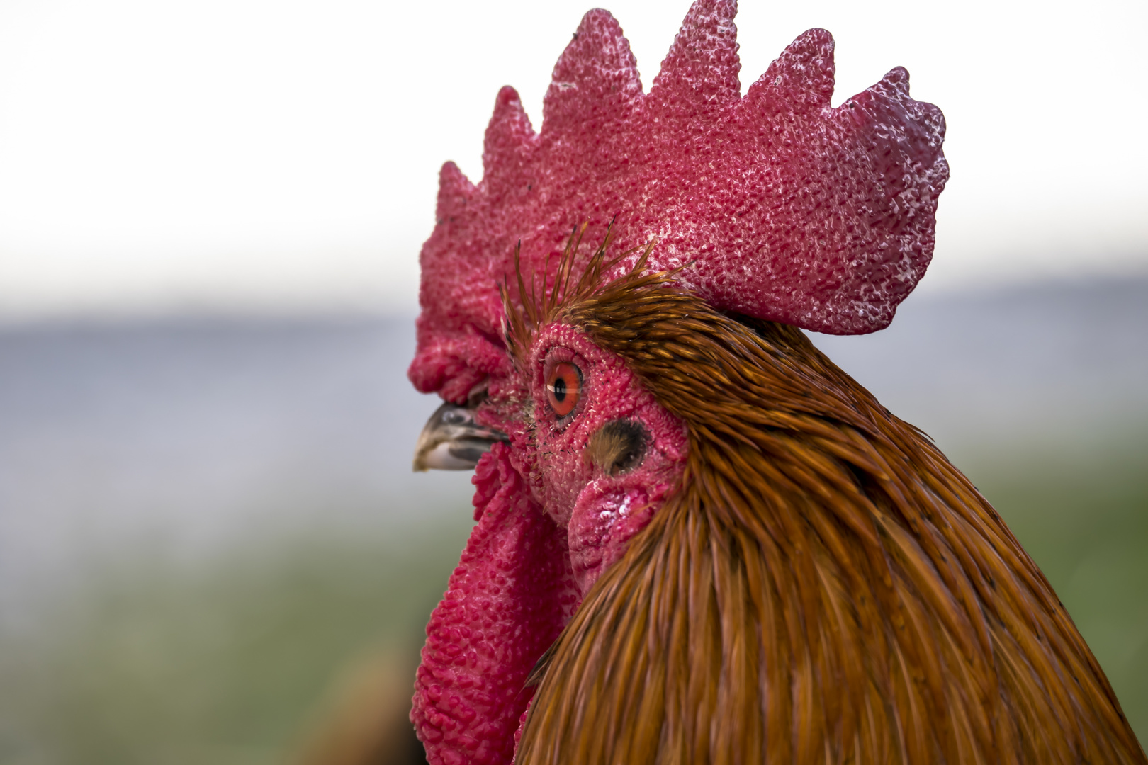 Hahn Foto & Bild | tiere, haustiere, nutztiere Bilder auf fotocommunity