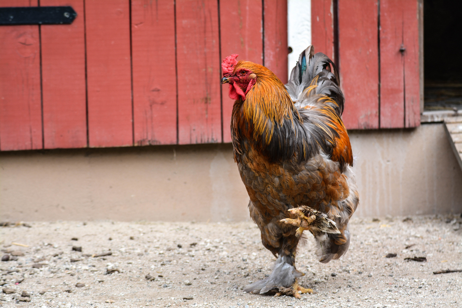 Hahn Foto & Bild | natur, tiere, vögel Bilder auf fotocommunity
