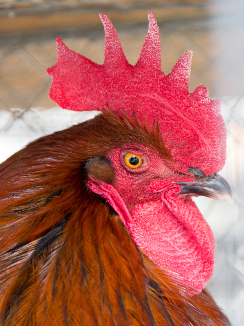 Hahn Foto & Bild | anfängerecke - nachgefragt, nachgefragt ...