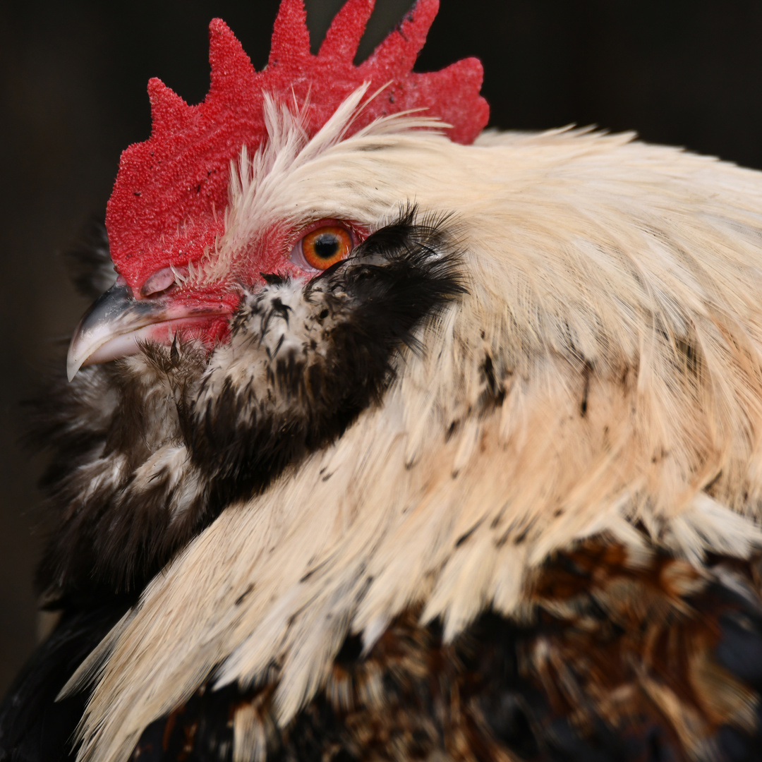 Hahn Foto & Bild | natur, tiere, haustiere Bilder auf fotocommunity