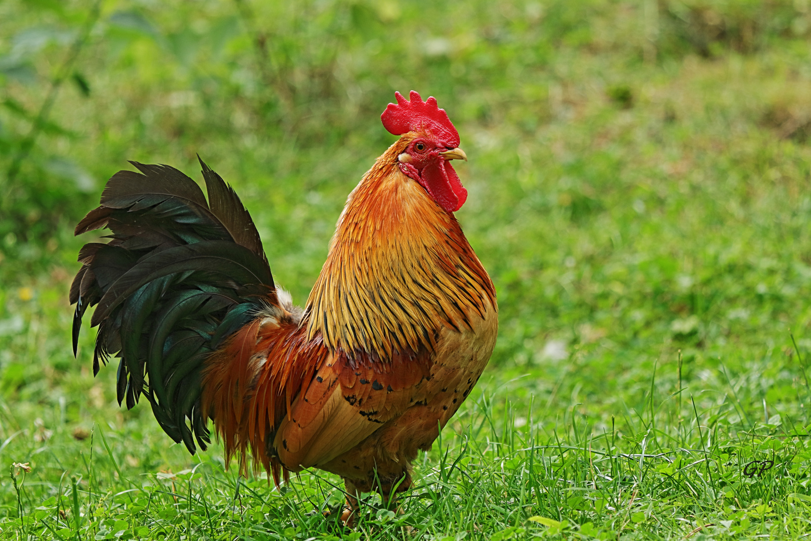 Hahn II Foto & Bild | 07-09 2023, natur, tiere Bilder auf fotocommunity