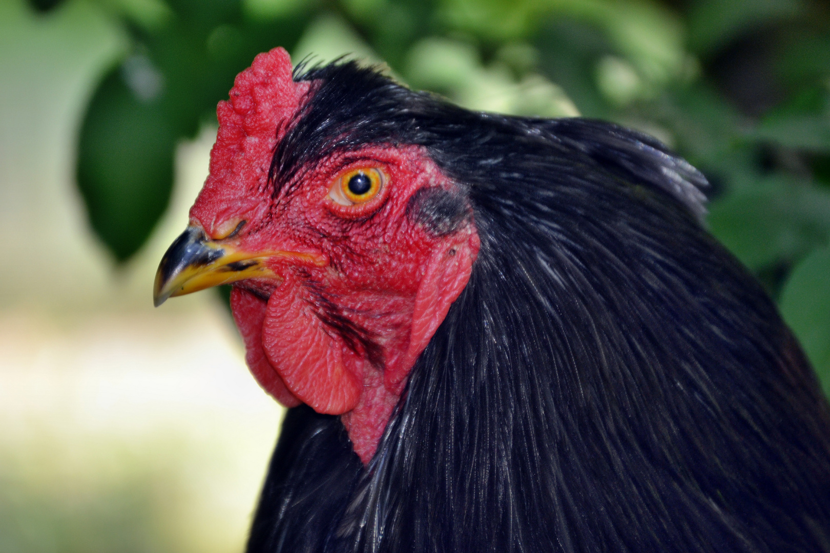 Hahn im Korb Foto & Bild | tiere, tierdetails, hahn Bilder auf ...