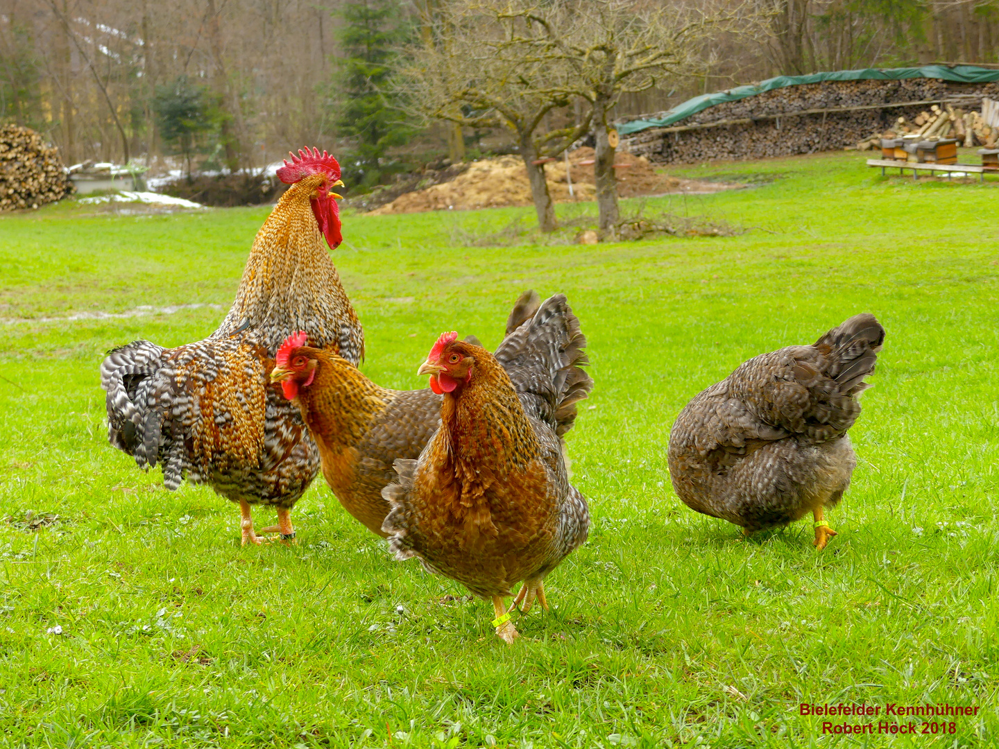 Hahn im Korb - Bielefelder Kennhühner - Hühnerschar mit krähendem Hahn ...