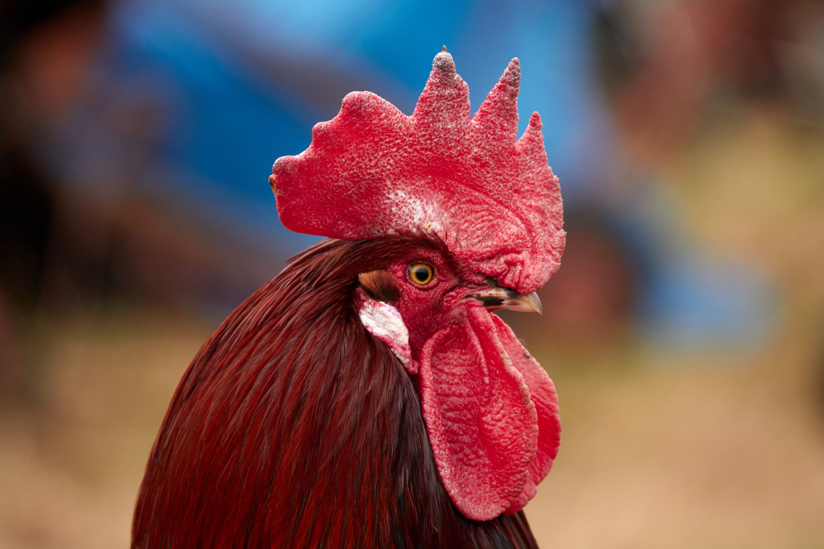 Hahn im Portrait Foto & Bild | tiere, haustiere, nutztiere Bilder auf ...