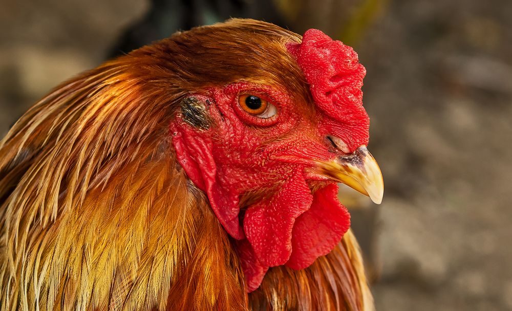 Hahn-Portrait 001 Foto & Bild | jahreszeiten, sommer, licht Bilder auf ...