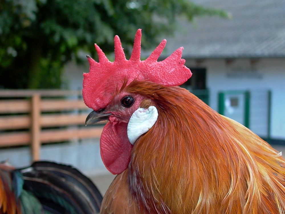 Hahn -Portrait- Foto & Bild | natur, portrait, hahn Bilder auf ...