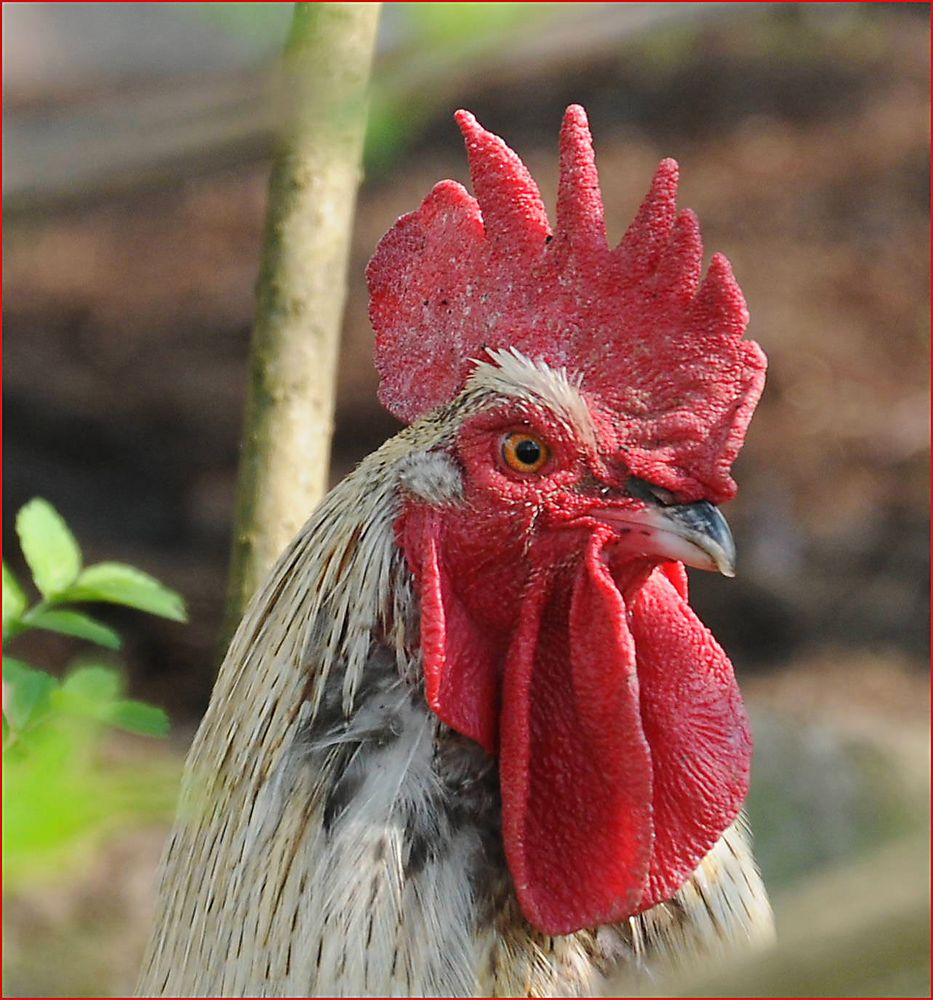 Hahnenkamm (Rennen) Foto & Bild | winter, natur, nahaufnahme Bilder auf ...