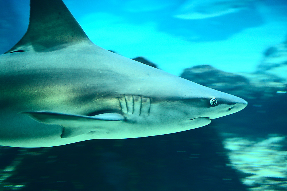 Hai Foto & Bild | tiere, 2007, natur Bilder auf fotocommunity