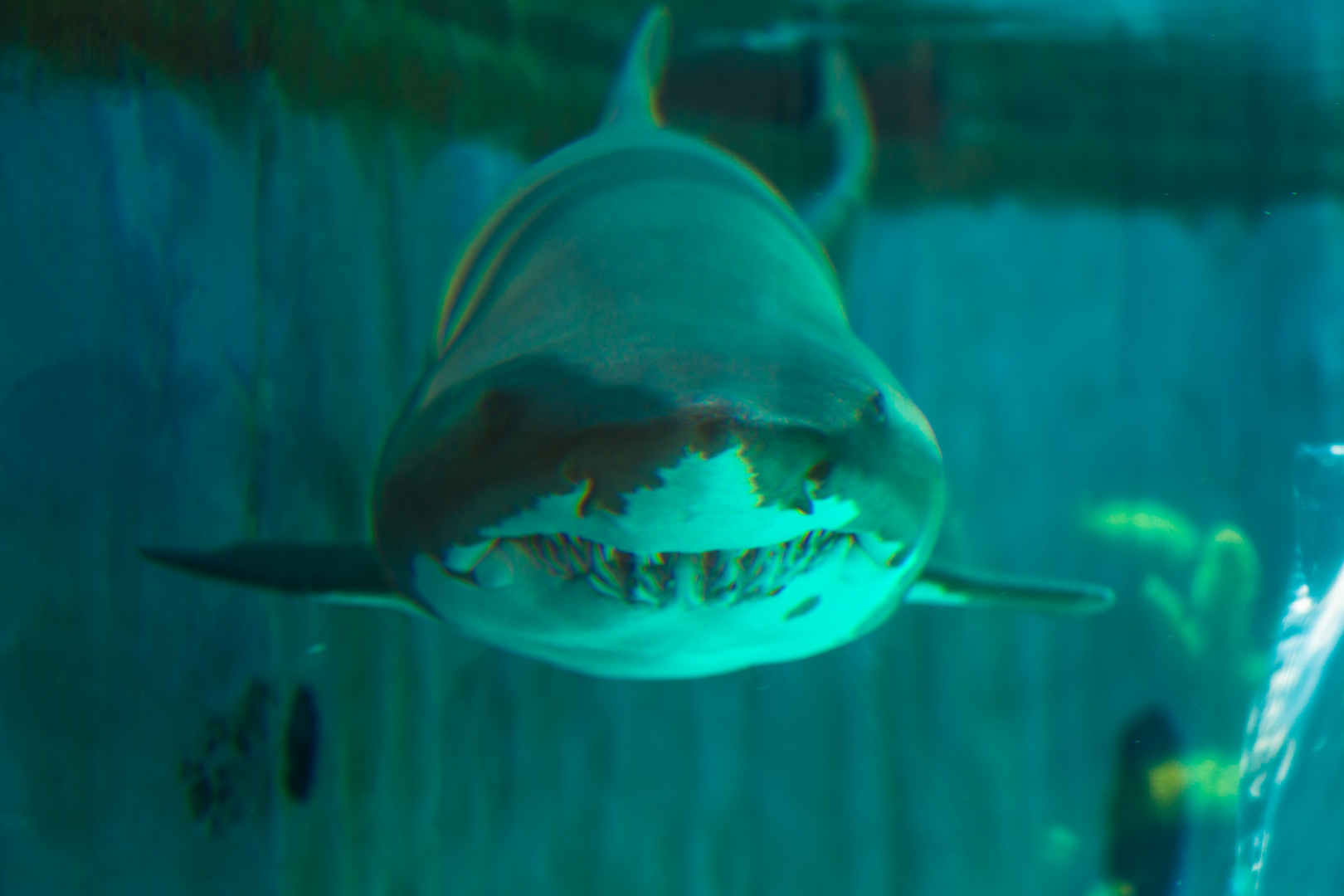 Hai Foto & Bild | tiere, zoo, wildpark & falknerei, zoo: fische Bilder ...