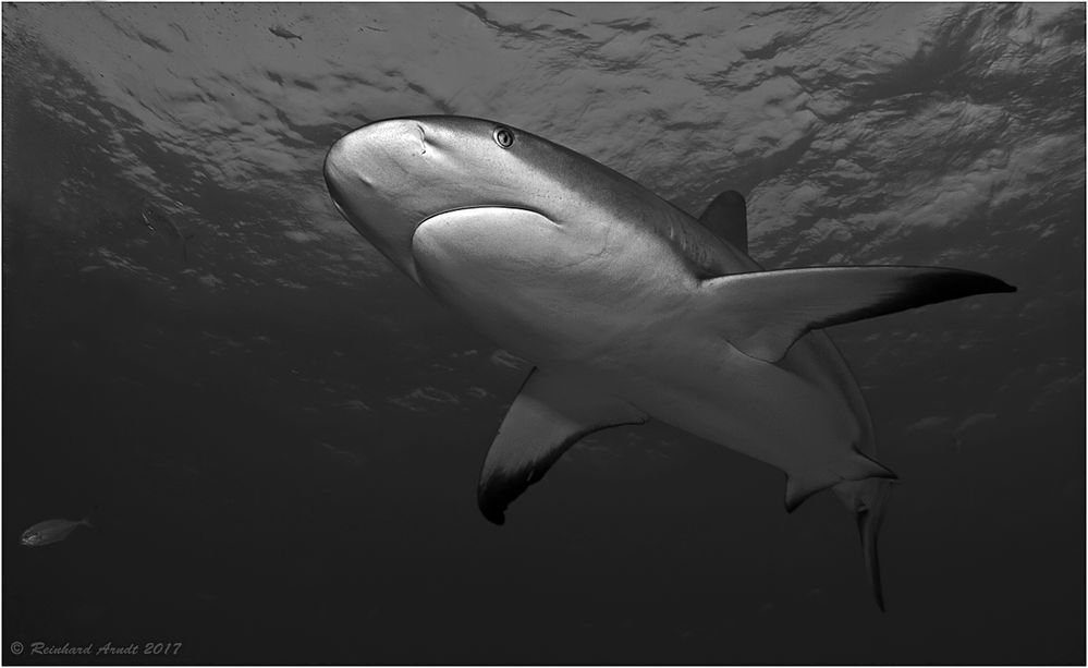 Hai S/W (3) Foto & Bild | meer, natur, ozean Bilder auf fotocommunity