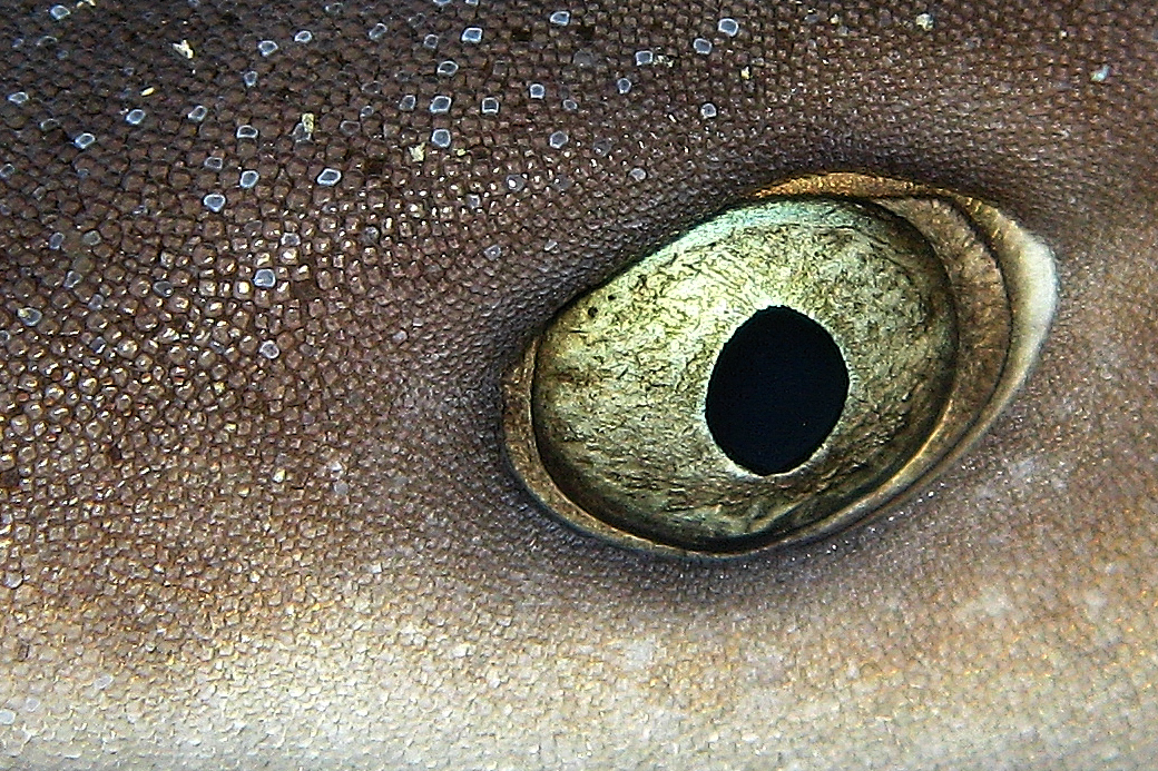 Haiauge Foto & Bild | tiere, wildlife, fische Bilder auf fotocommunity