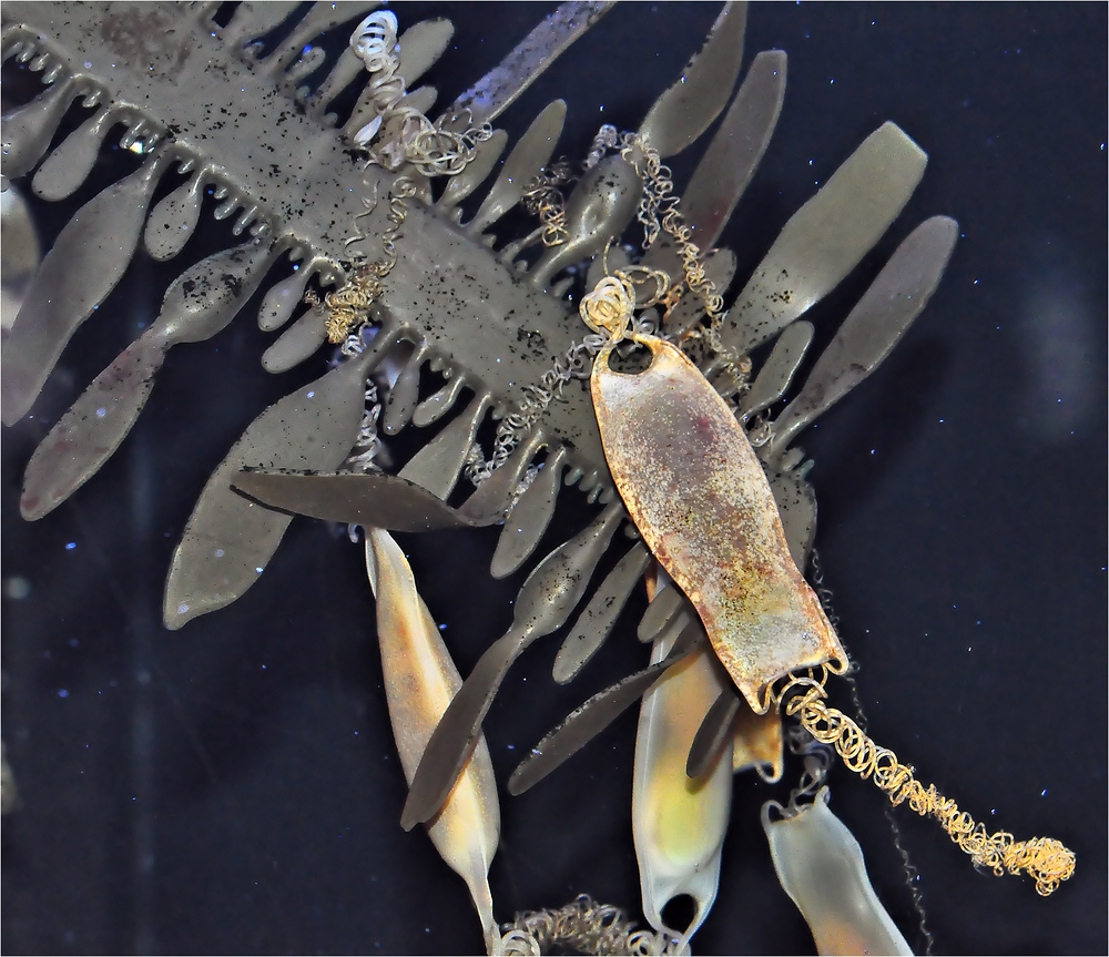 Haieier auf Seetang.......... Foto & Bild | tiere, zoo, wildpark ...