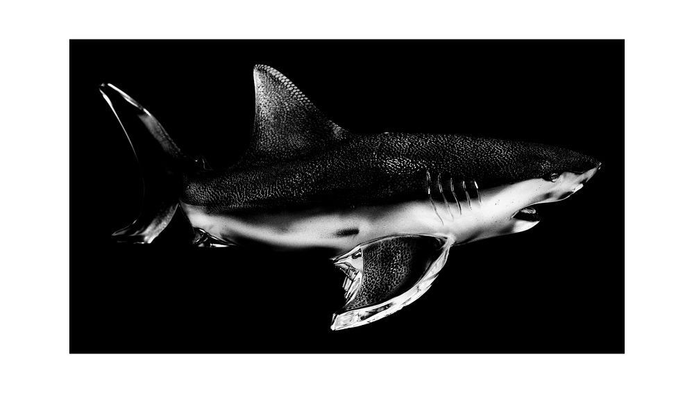 Haifisch Foto & Bild | stillleben, fotokunst, monochrome fine art ...