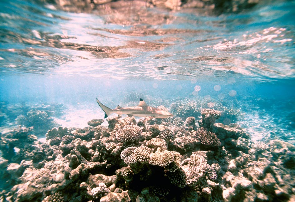 Haifisch Foto & Bild | tiere, wildlife, fische Bilder auf fotocommunity