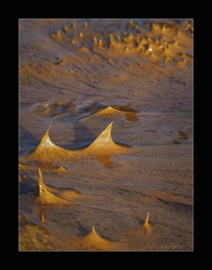 Haifischflossen Foto & Bild | natur, fluss, pflanzen Bilder auf ...