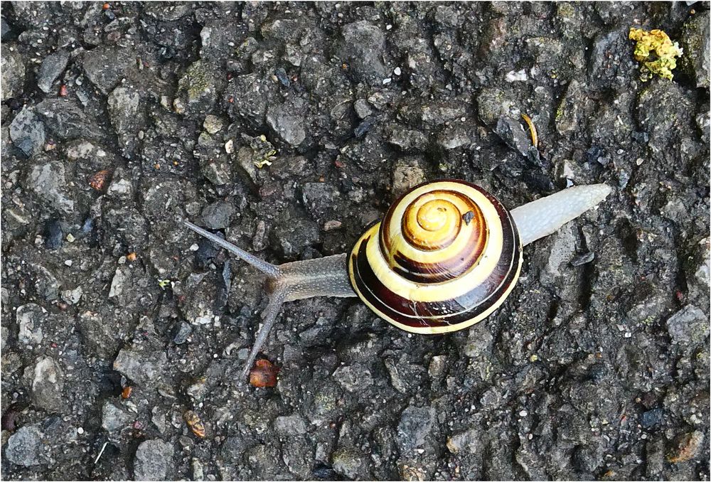 Hain-Bänderschnecke Foto & Bild | natur, tiere, wildlife Bilder auf ... Hain-Bänderschnecke Foto & Bild | natur, tiere, wildlife Bilder auf ...