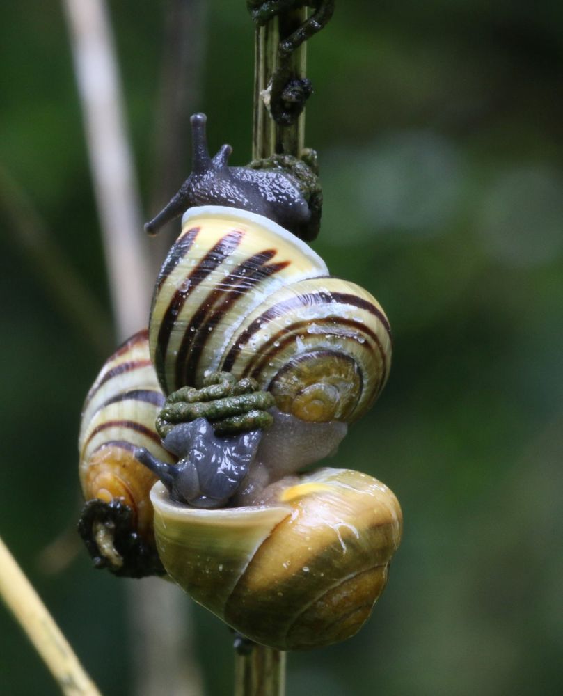 Hain-Bänderschnecken Foto & Bild | fotos, makro, natur Bilder auf ... Hain-Bänderschnecken Foto & Bild | fotos, makro, natur Bilder auf ...