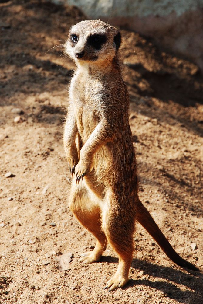 Hakuna Matata Foto & Bild | tiere, natur, zoo Bilder auf fotocommunity